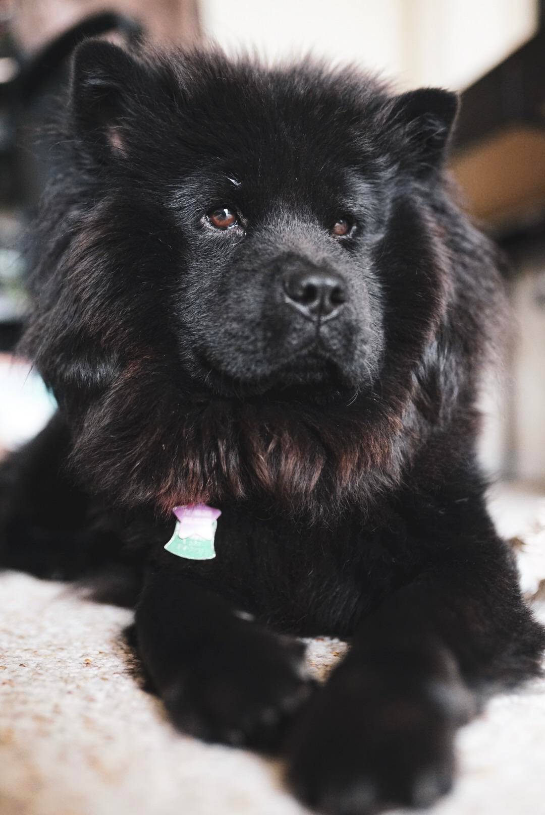 Queen Mercy, the beautiful black chow | Scrolller