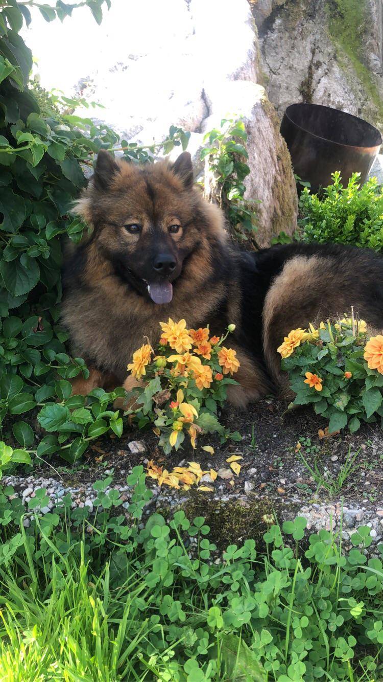 Queen Nala enjoying the flower bed | Scrolller