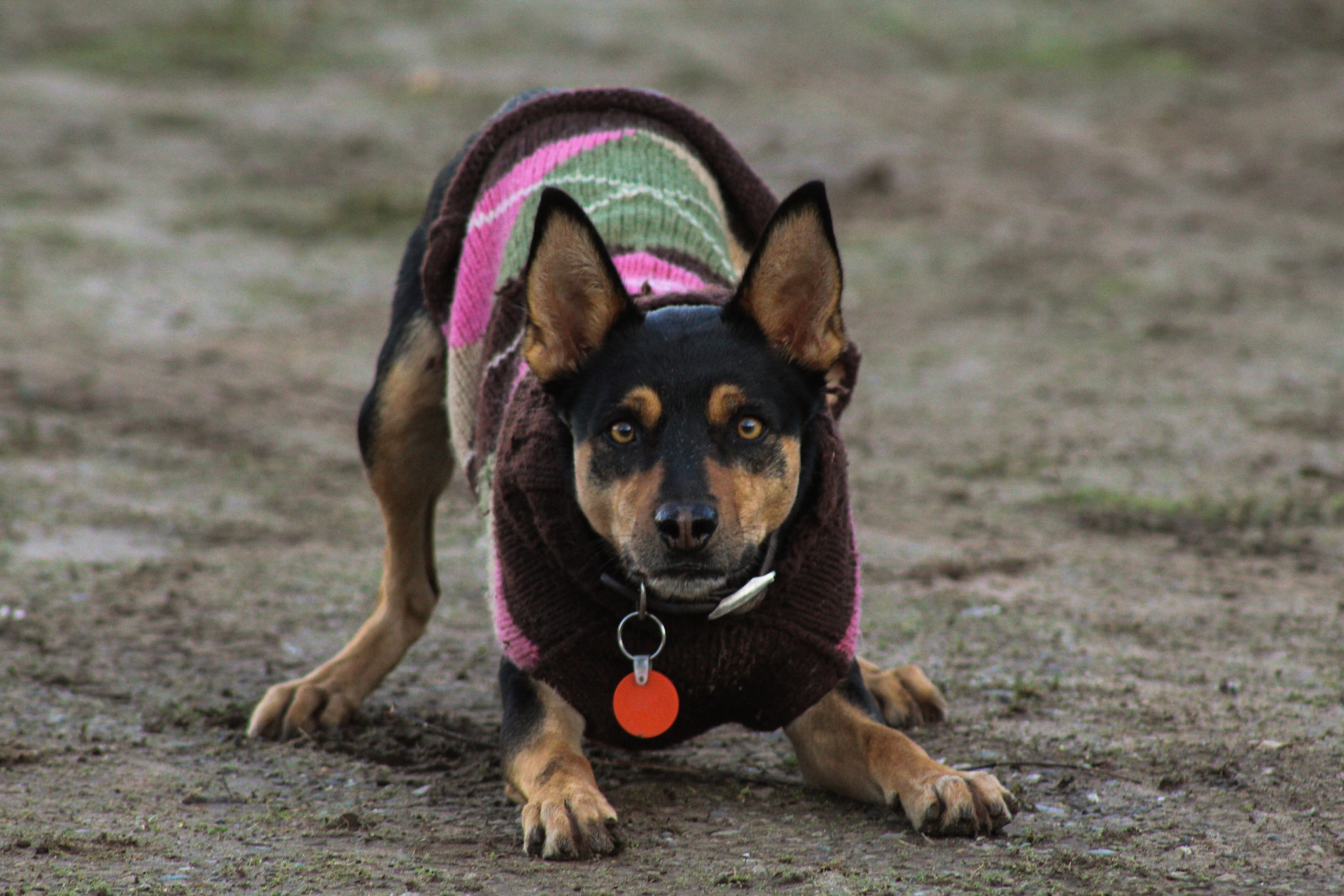 Quill getting ready for launch | Scrolller