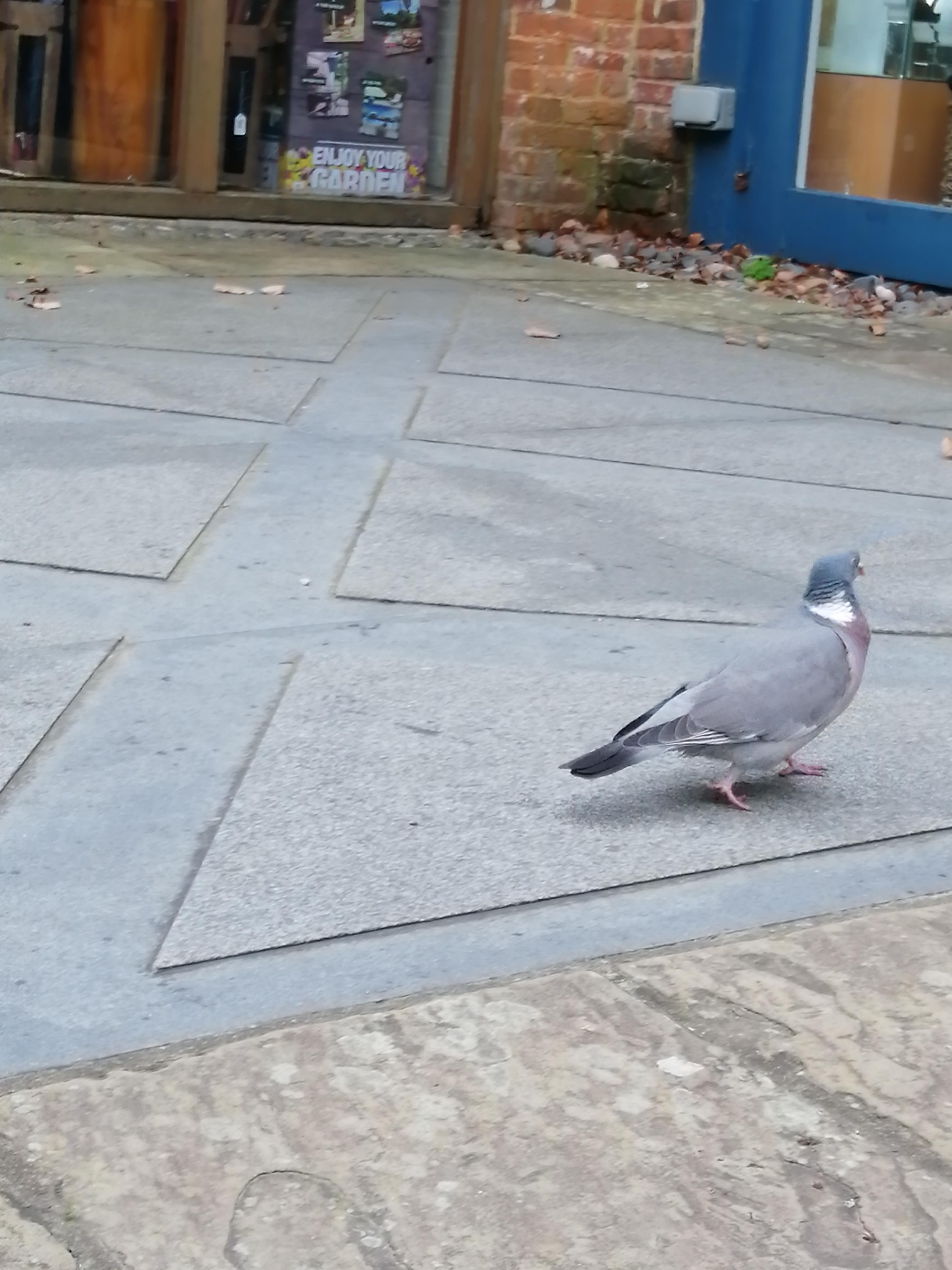 r/fat_pigeons for all your rotund boi needs | Scrolller