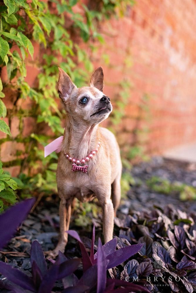 R.I.P. Lucy | Scrolller