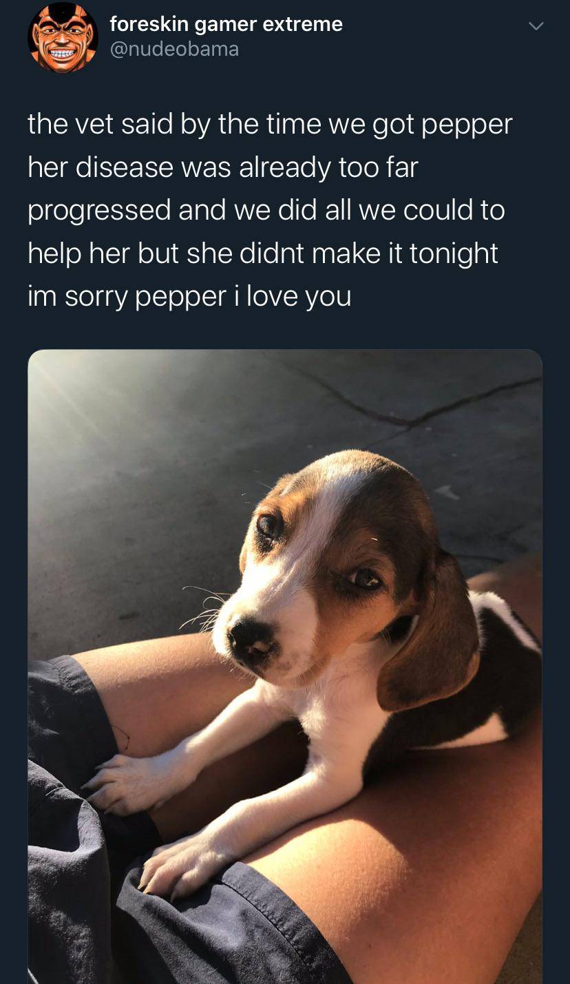 R.I.P. Pepper | Scrolller