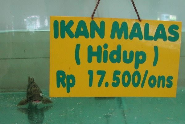 r/Indonesia's spirit animal | Scrolller