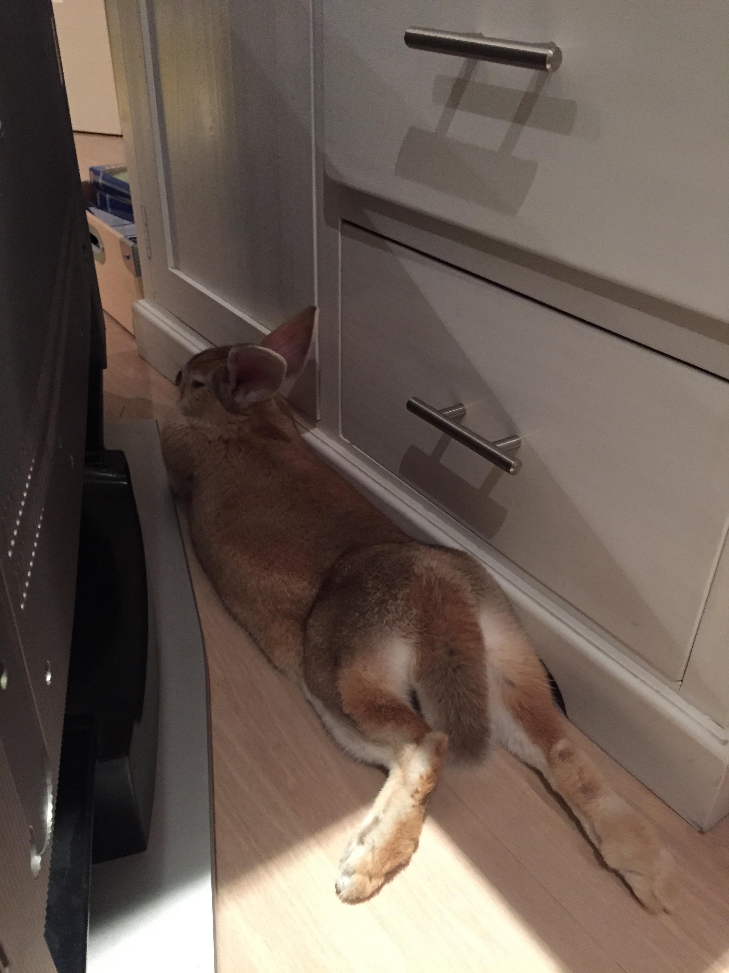 Rabbit sploot | Scrolller