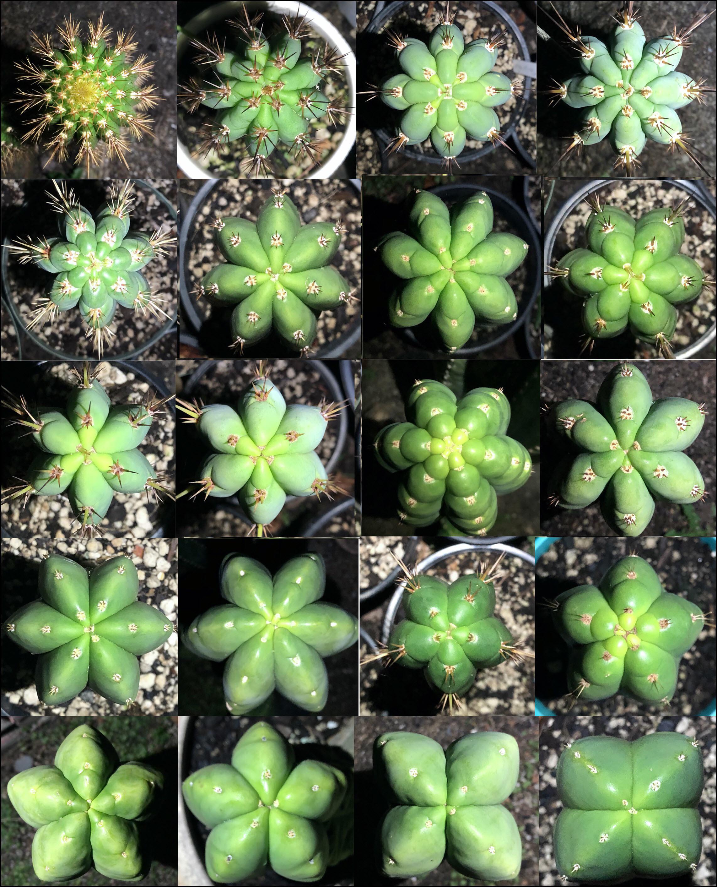 Radial symmetry exhibited by my Trichocereus cacti | Scrolller