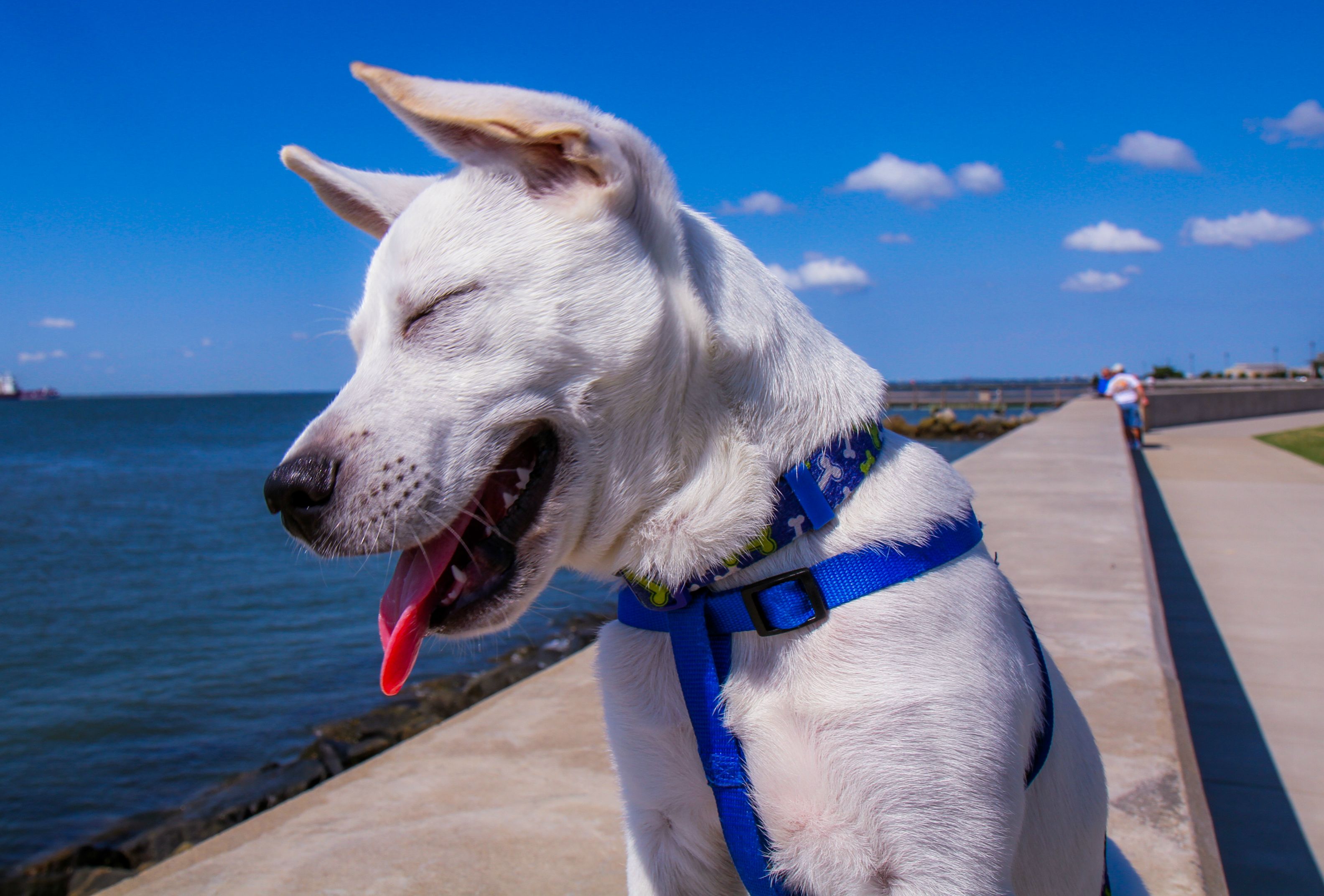 Ragnar's first trip to the bay | Scrolller