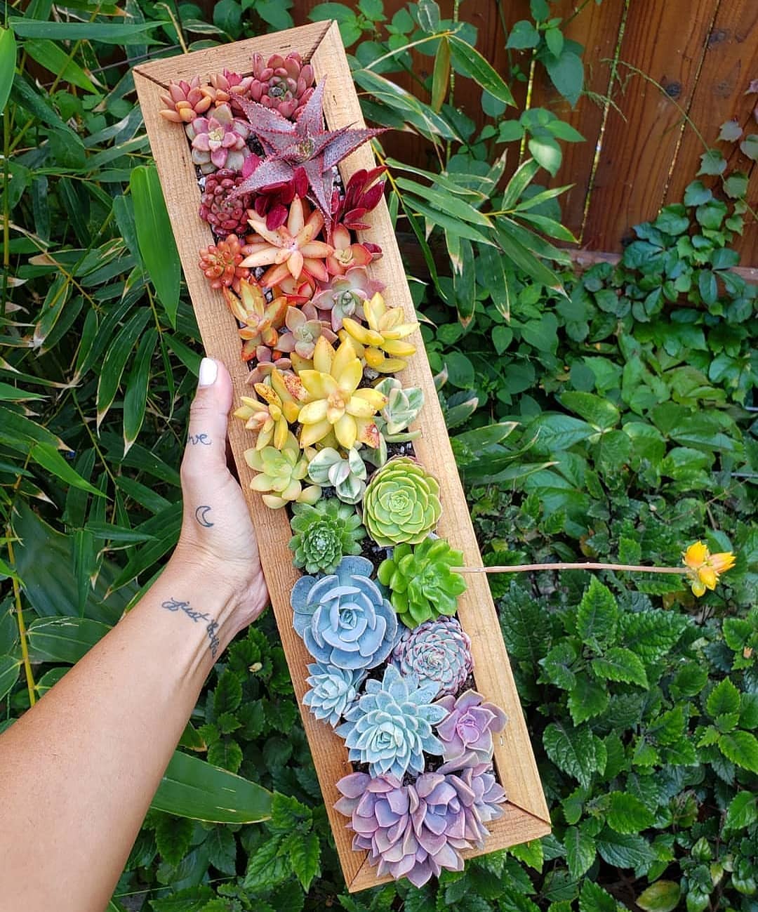 Rainbow Arrangement Of Succulents | Scrolller