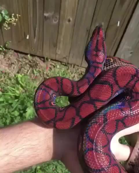 rainbow snek | Scrolller