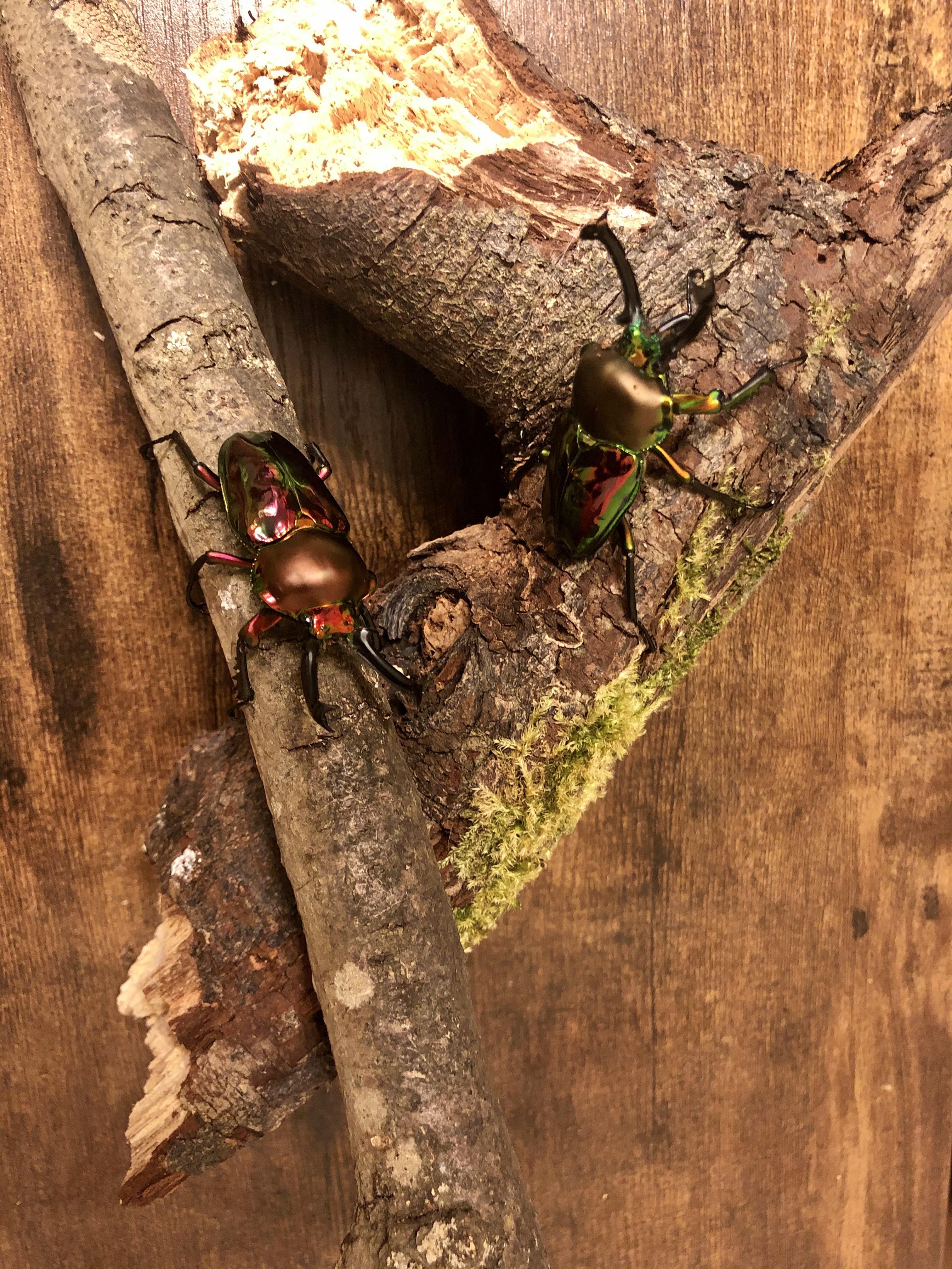 Rainbow stag beetle - males of the two colour lines I have in breeding now! Red and wild type ...