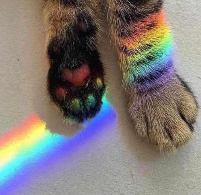 Rainbow toe beans!!! | Scrolller