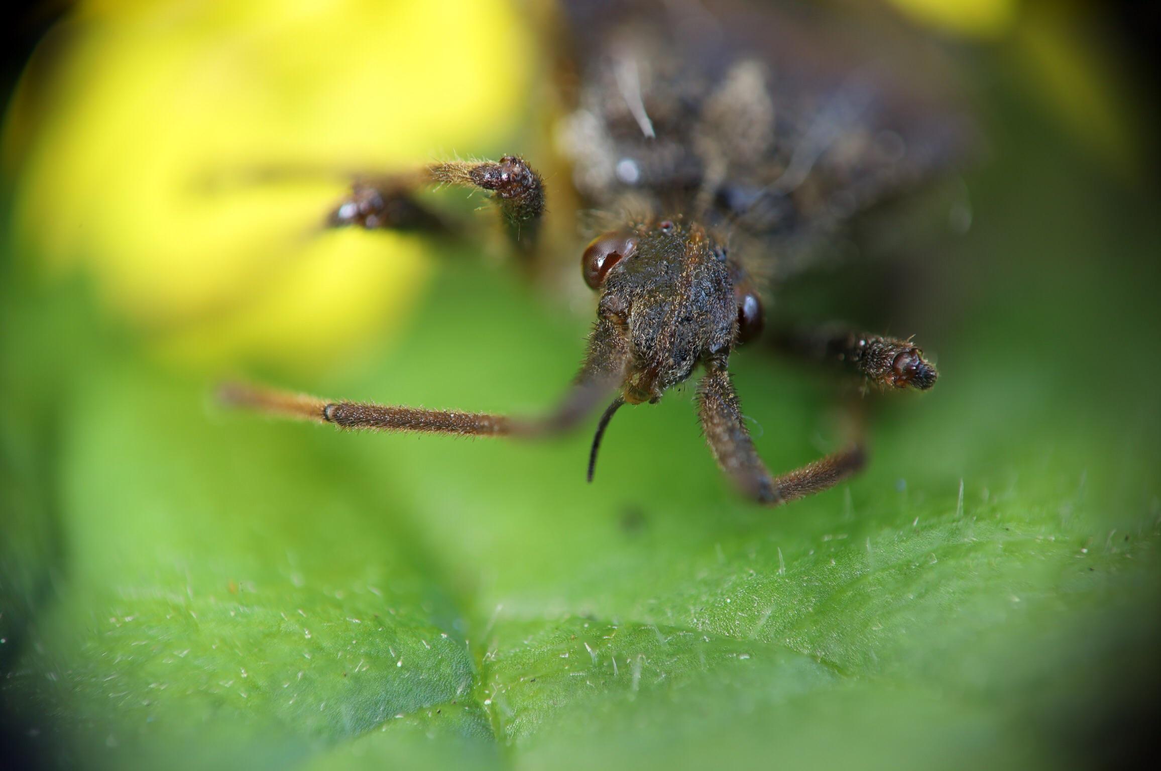 Random bug | Scrolller