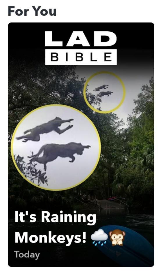 Random Chimp Event In Progress | Scrolller