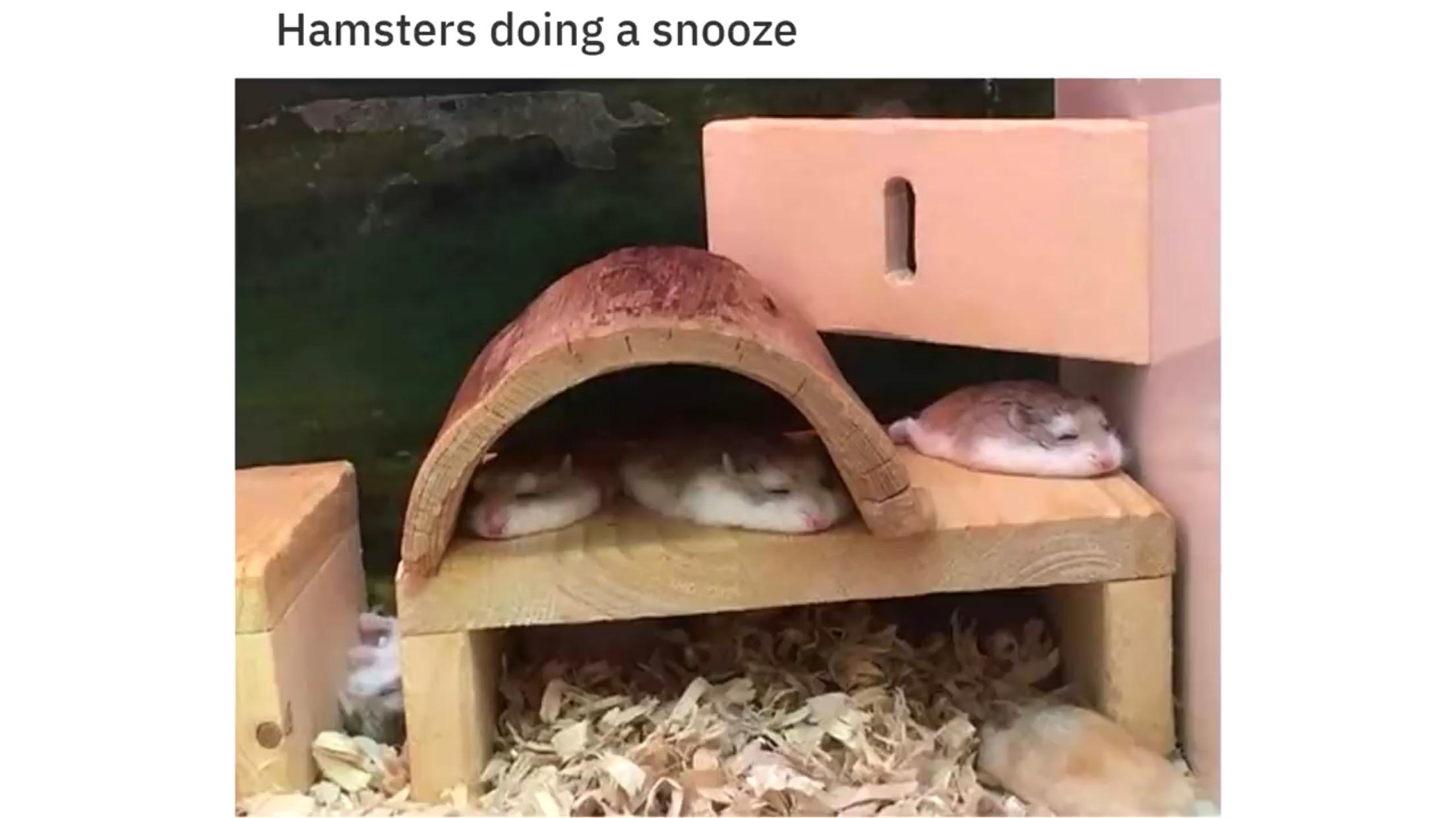 Random cute animal picture #5 | Scrolller