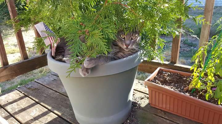 Rare cedar cat | Scrolller