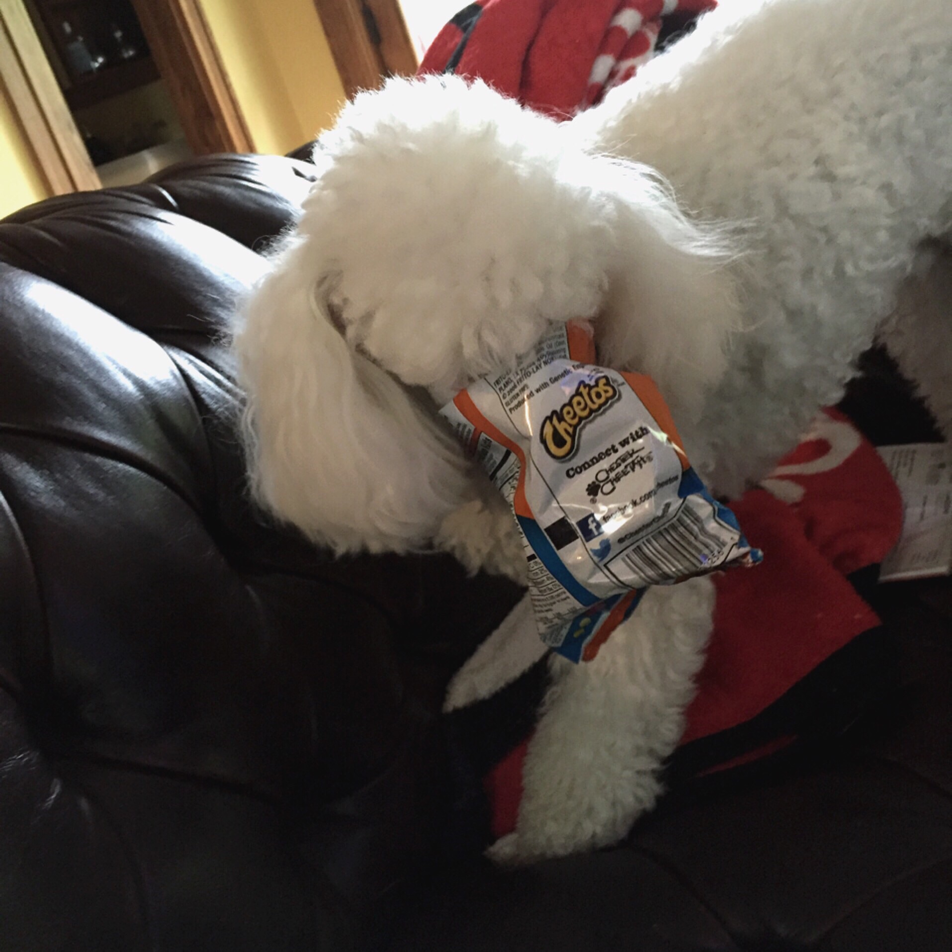 Rare Cheetos dogo | Scrolller