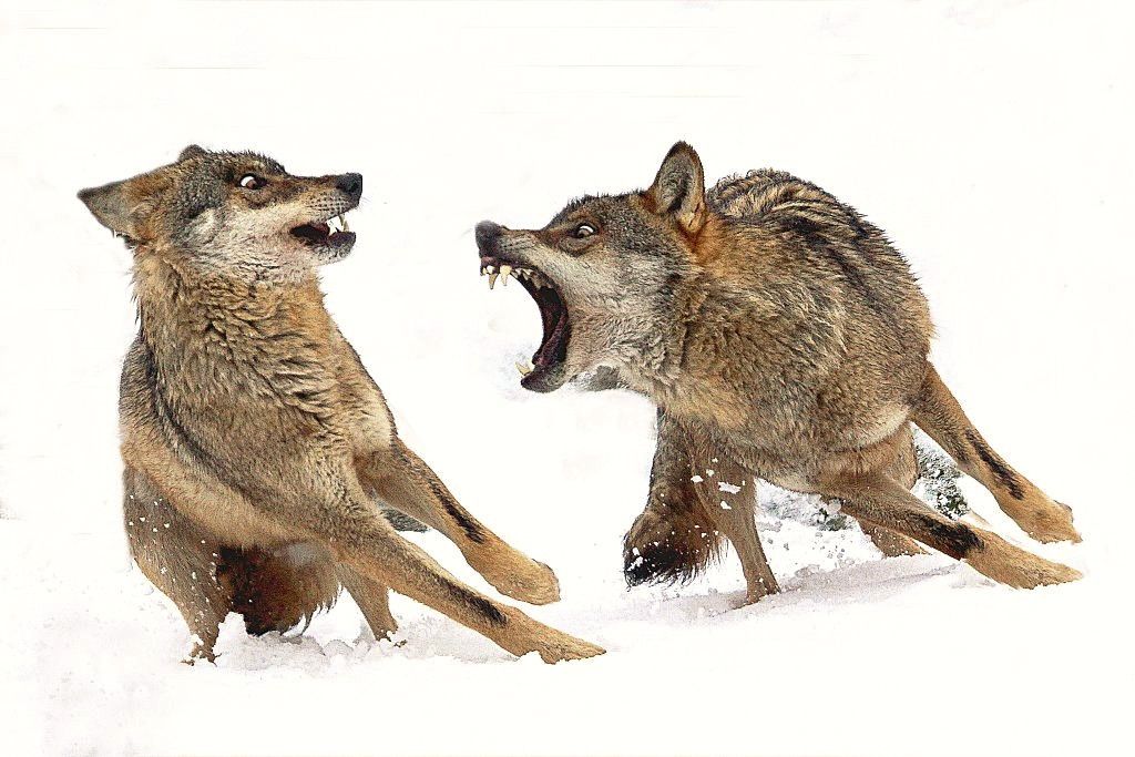 Iberian wolves (x-post from r/pics) | Scrolller