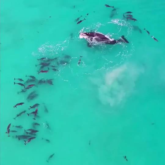 Rare drone footage of a whale playing with dolphins. | Scrolller