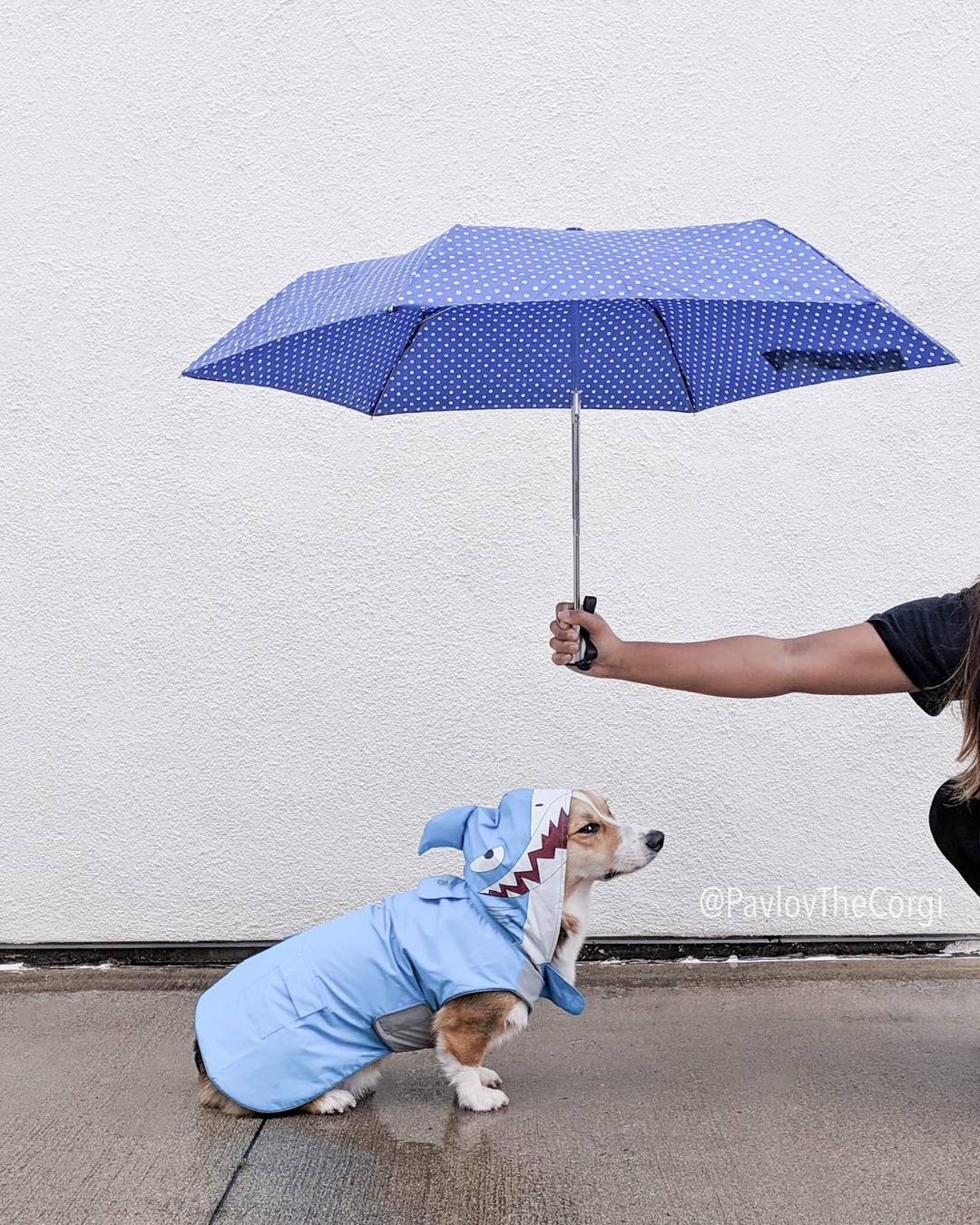 Rare Shorgis are known for their vicious side-eye | Scrolller