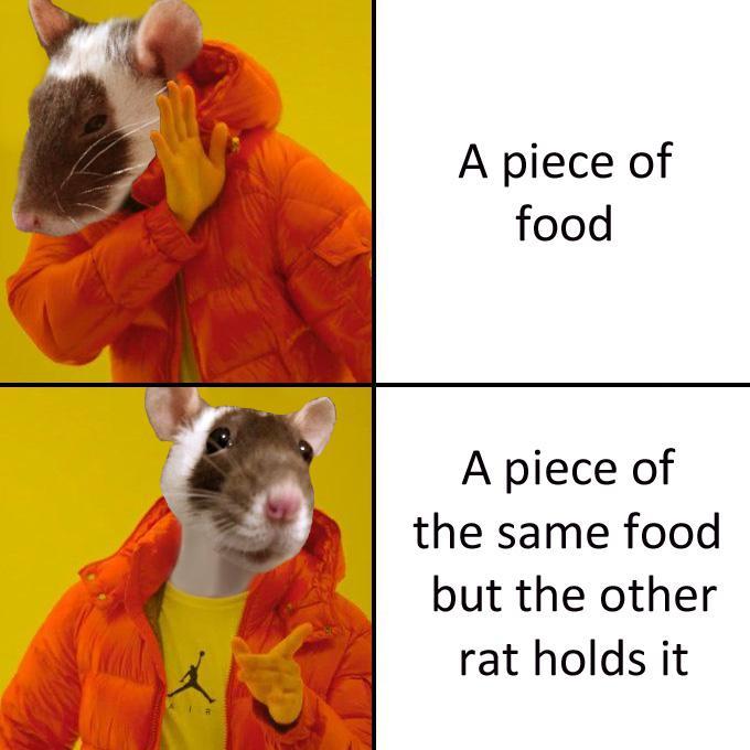Rat logic | Scrolller