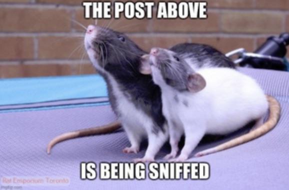 Rat rule | Scrolller