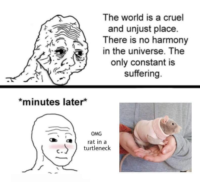 Rat rule | Scrolller