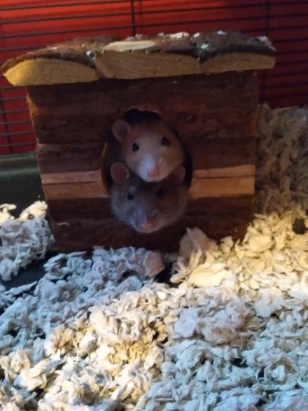 Rat Stack | Scrolller