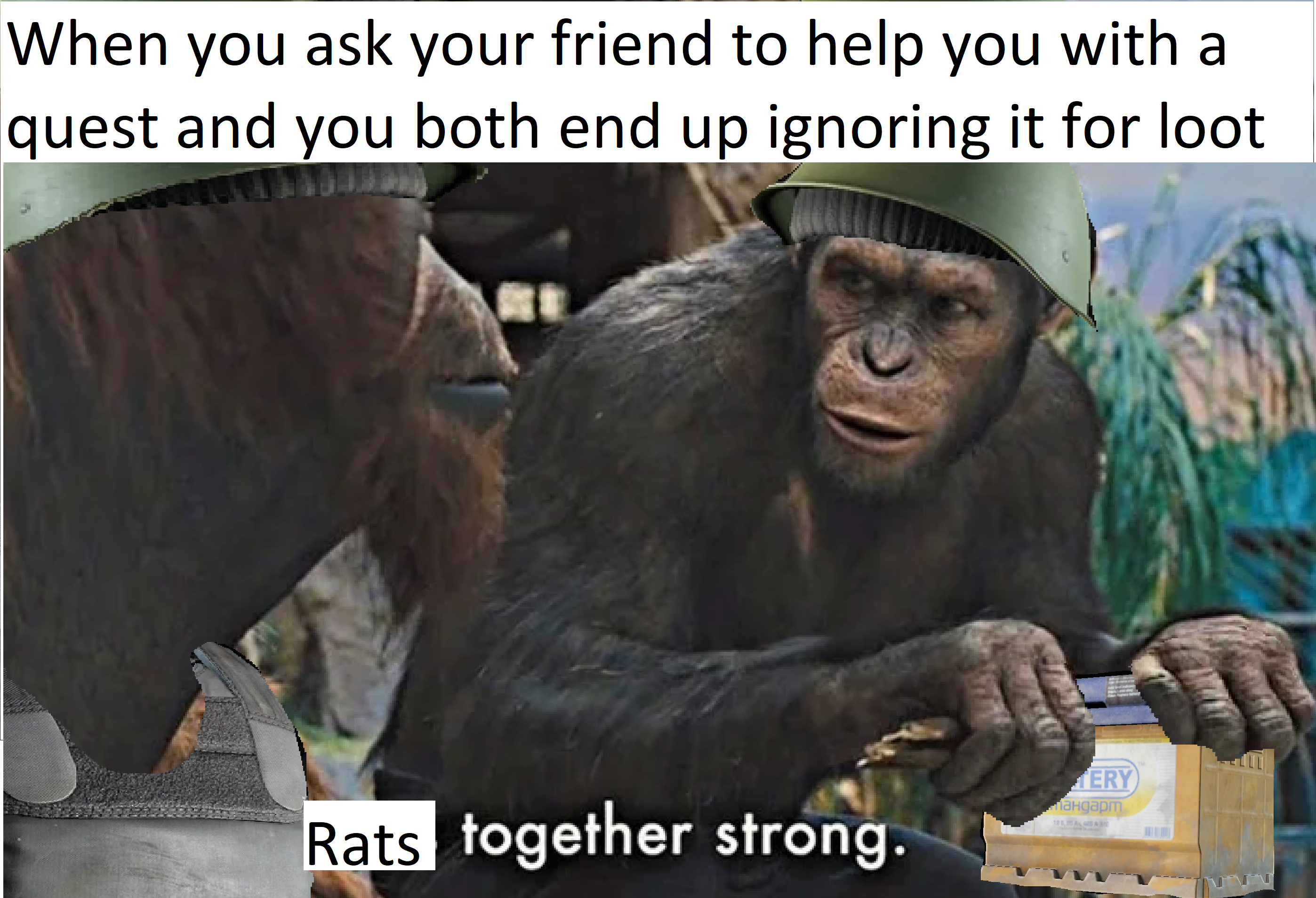 Rats on the rise | Scrolller