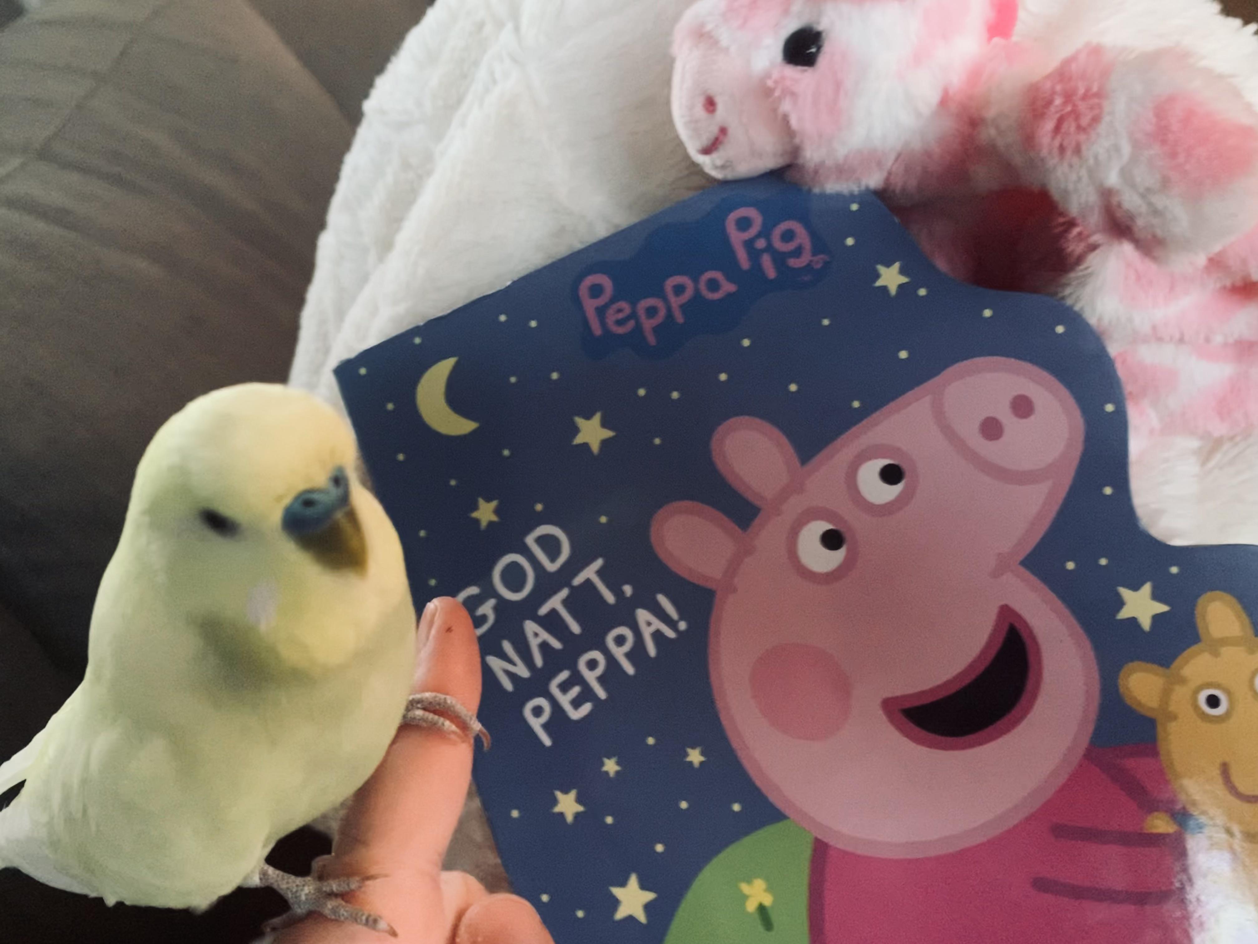 Reading nini-story with birb before bedtime😴🦜💖 | Scrolller