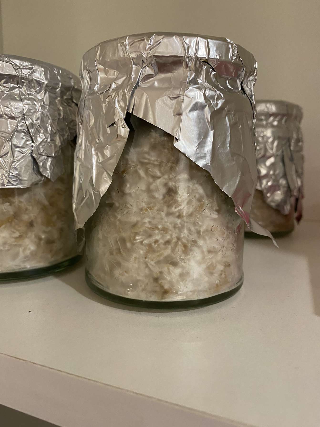 Ready to move to substrate? | Scrolller