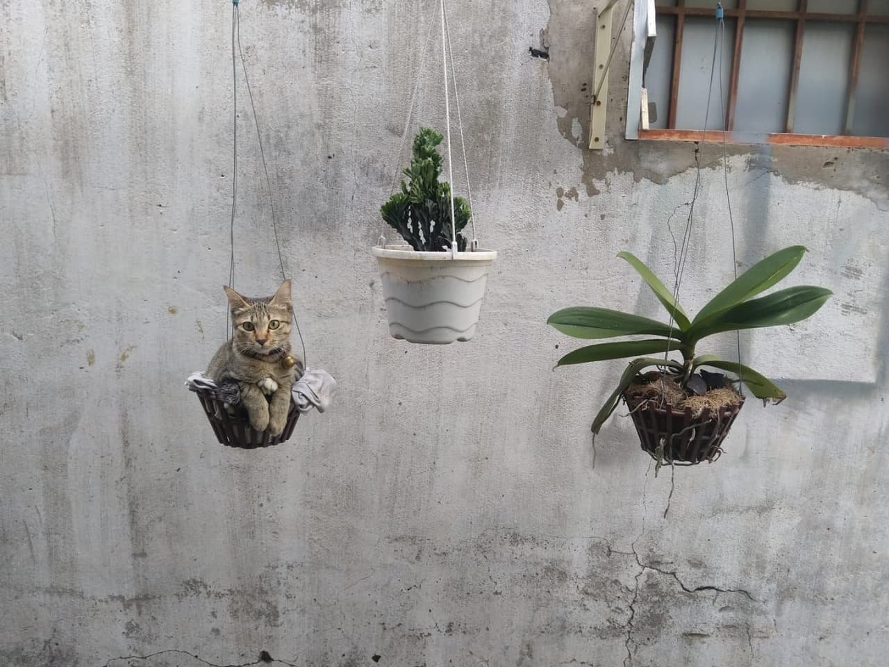 Real catfruit | Scrolller