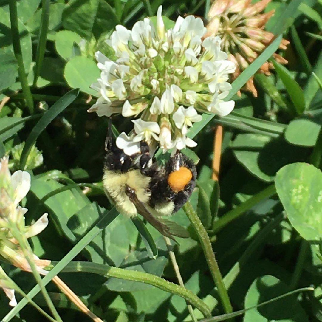 REAL GIRLS have a small waist, a thick butt, thighs full of pollen, four wings, compound eyes ...