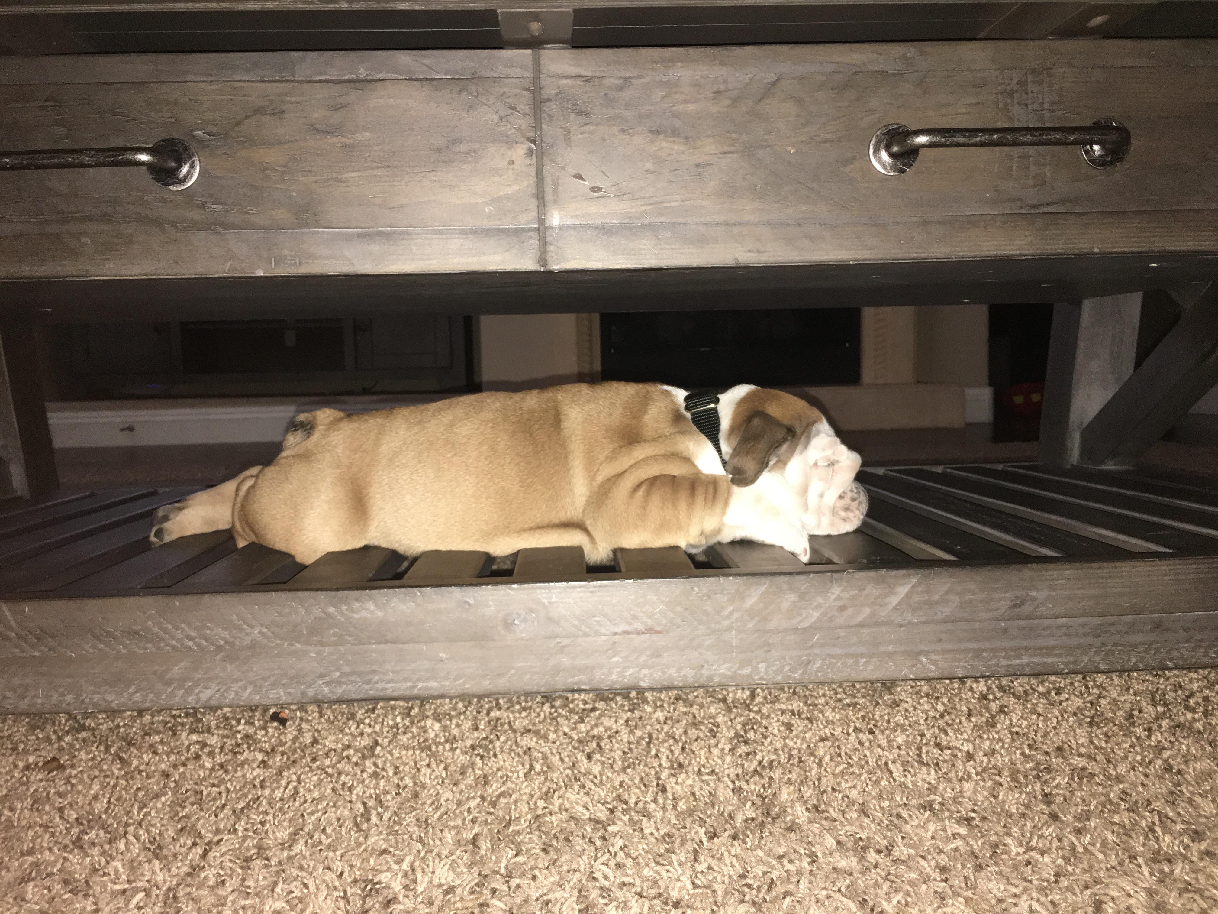 Rebels favorite napping spot | Scrolller