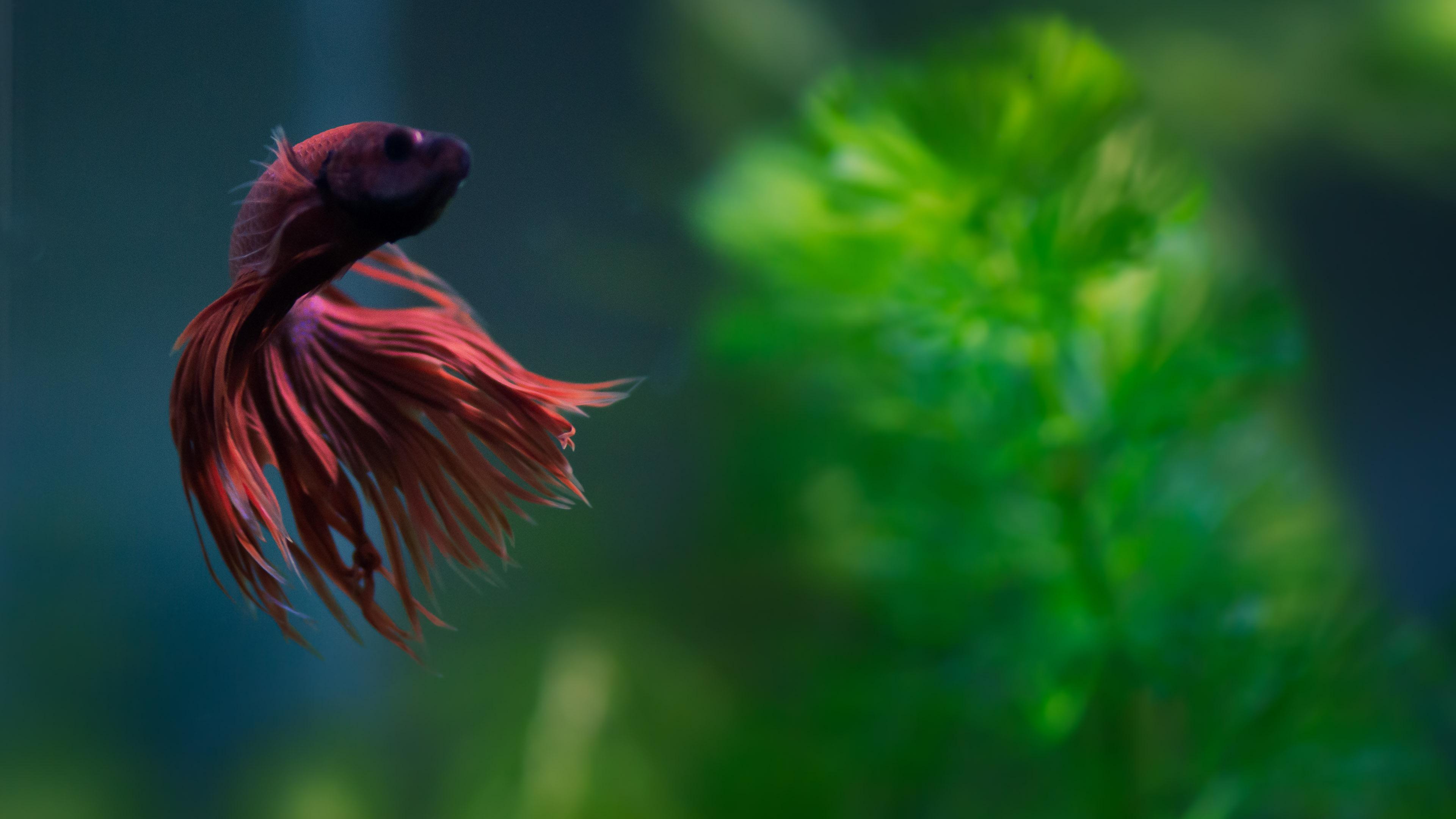 Red Crowntail Betta (3840x2160) | Scrolller