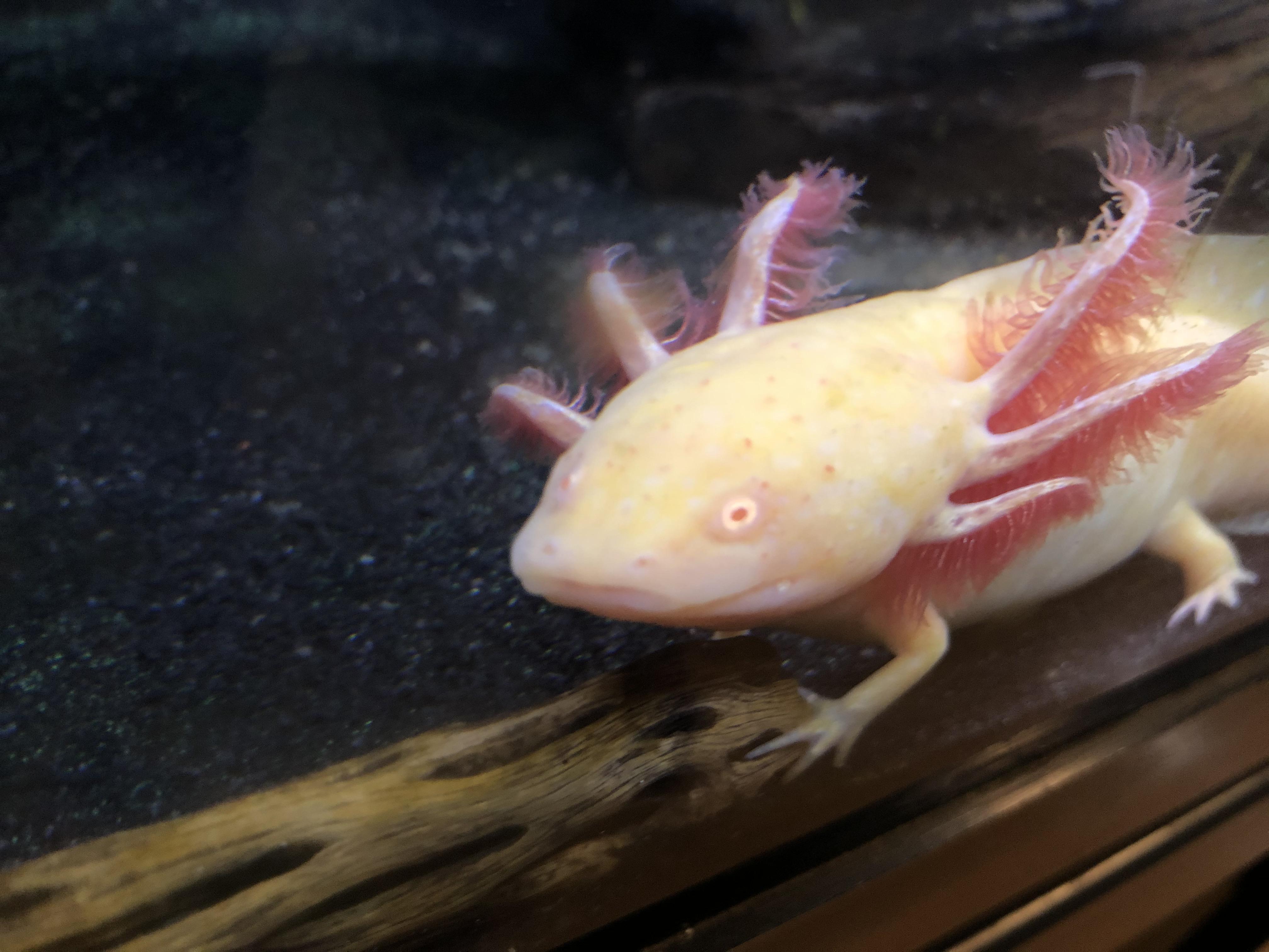 Red dots?! | Scrolller