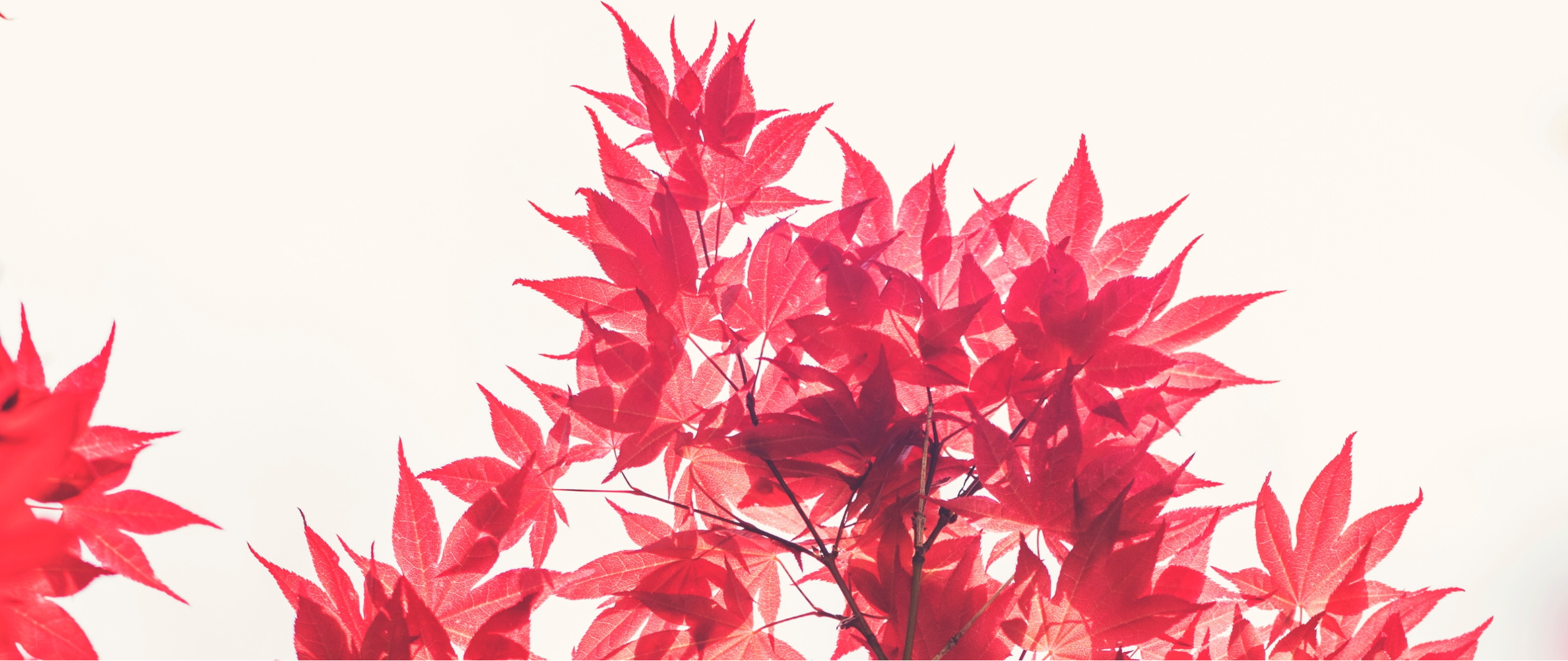 Red Maple [2560x1080] | Scrolller