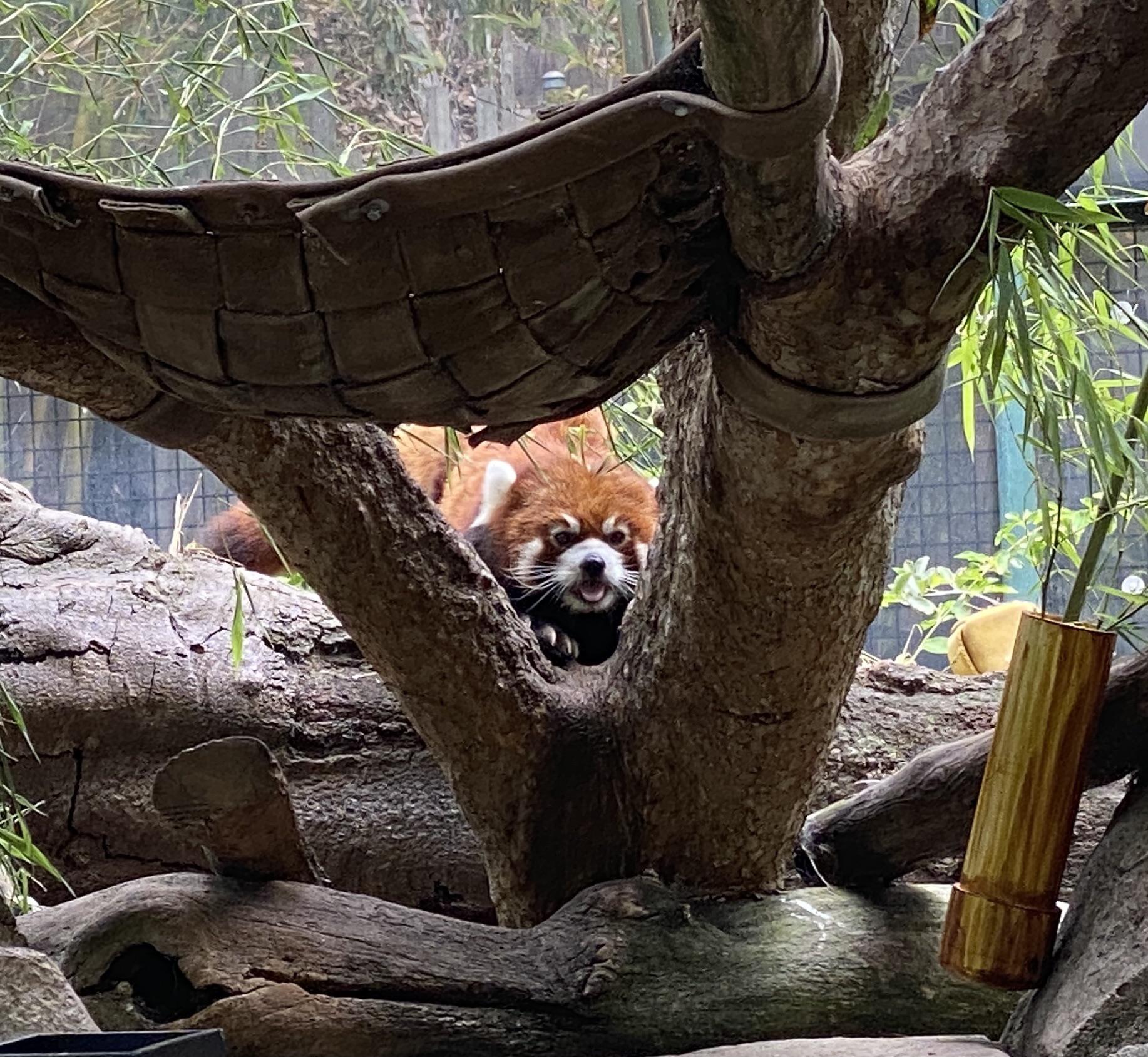Red panda at San Diego zoo. | Scrolller