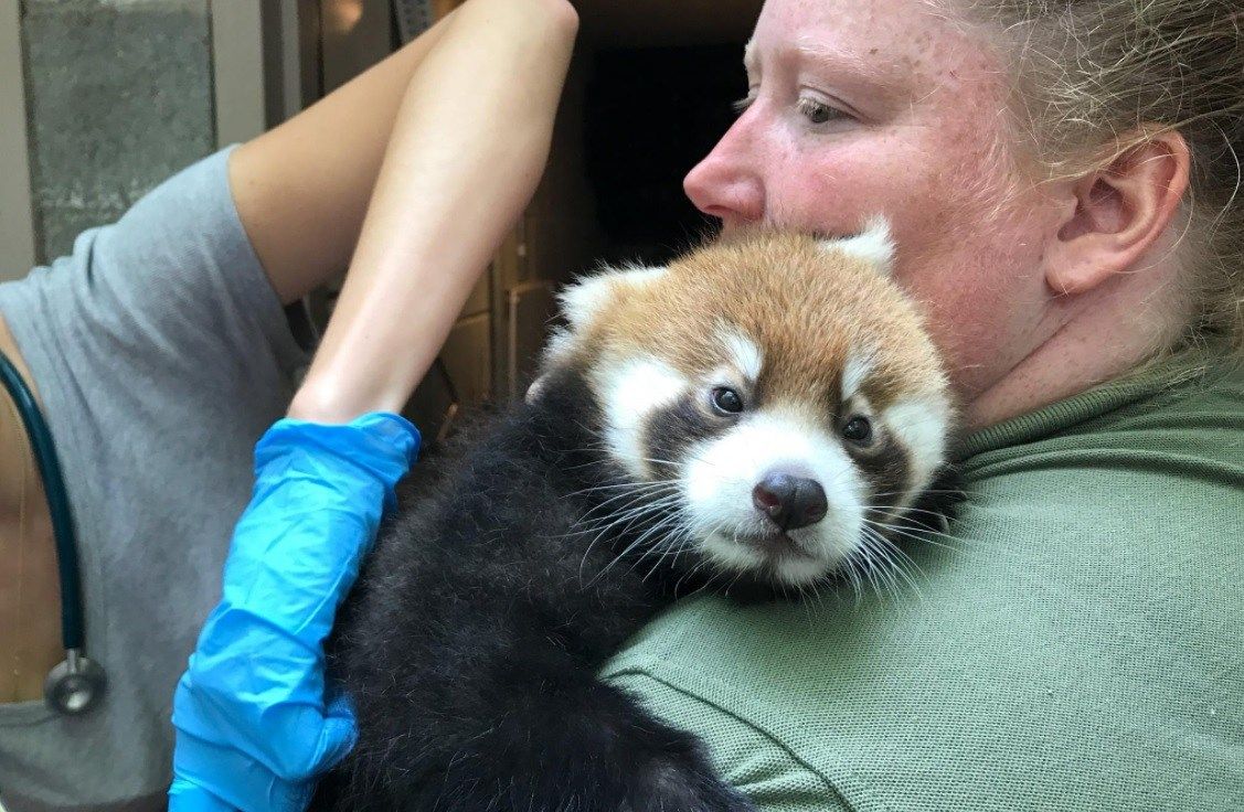 Red panda cub hugs | Scrolller