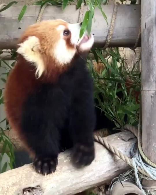 Red panda eating a leaf | Scrolller