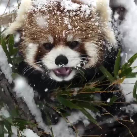 Red panda in the snow | Scrolller
