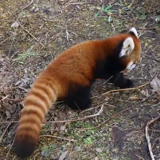 Red panda playing with a stick | Scrolller