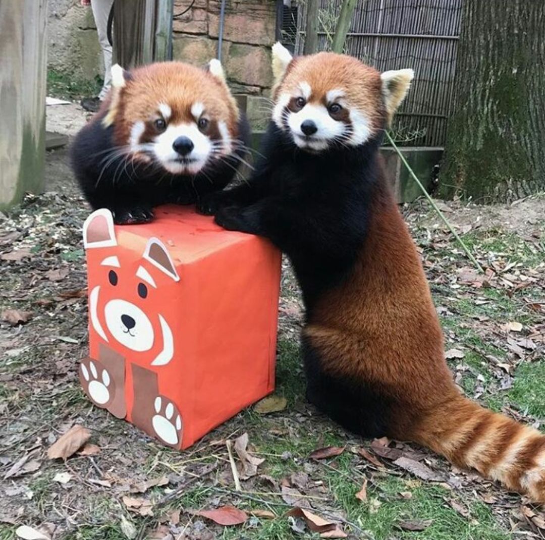 Red Pandas posing with the decorative box I made (Columbus Zoo 2016) | Scrolller