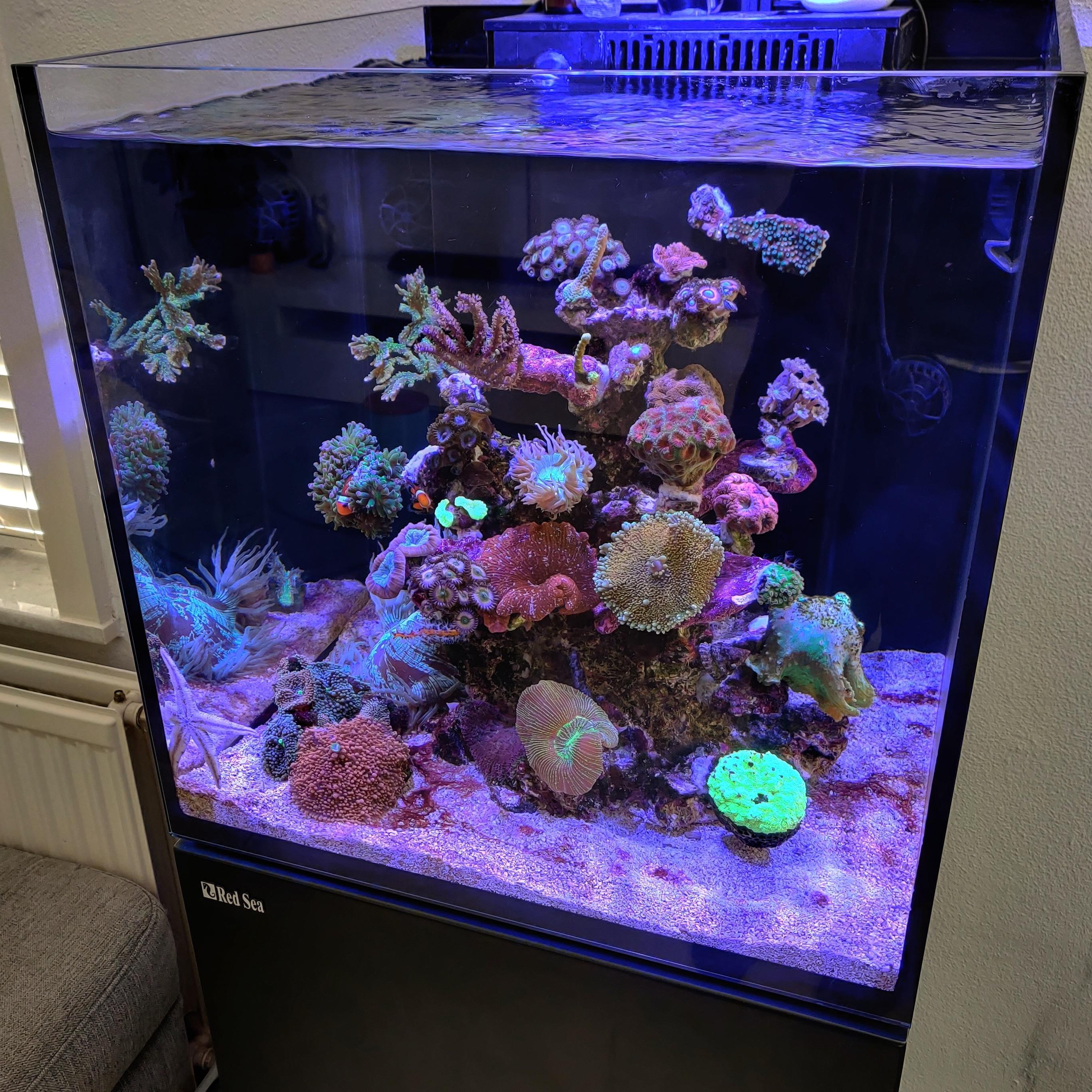 Red Sea Reefer Nano - Reefscape is finished! | Scrolller