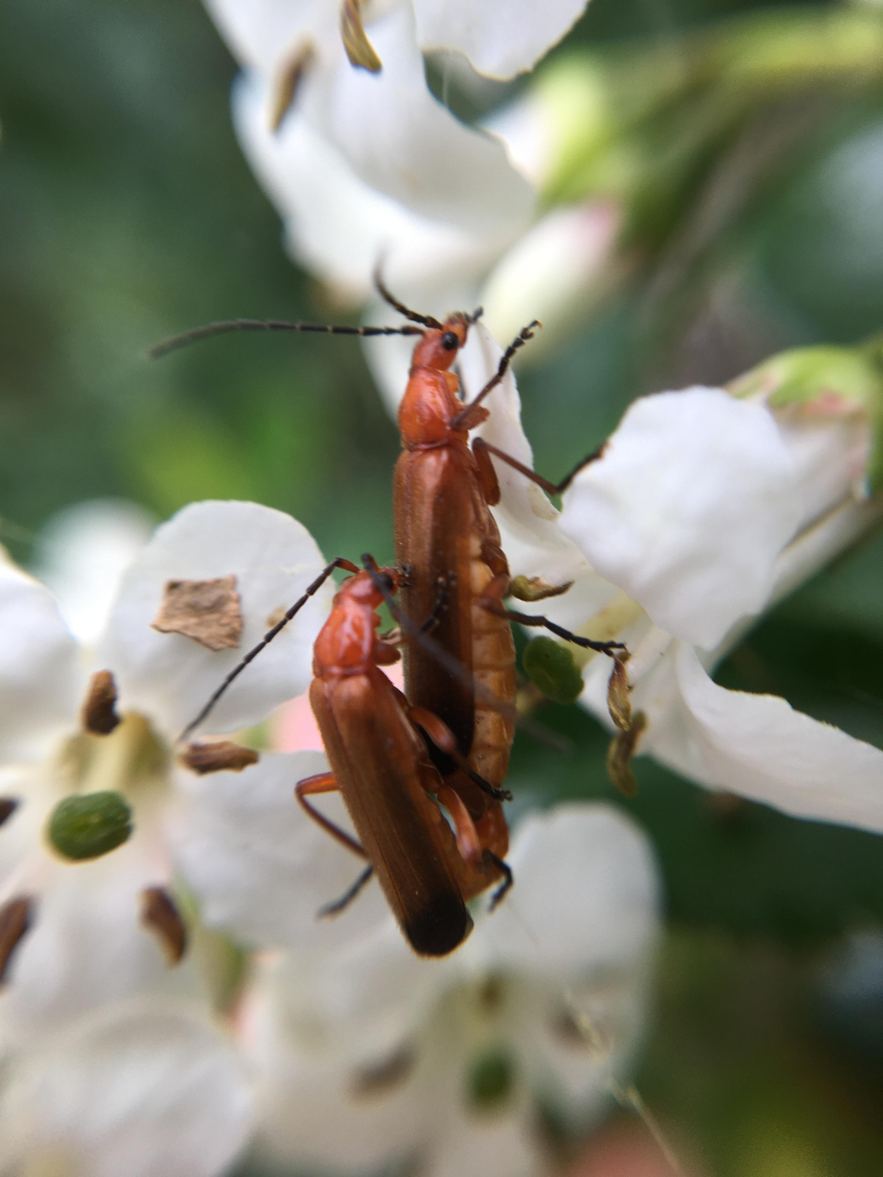 Red soldier beetles | Scrolller