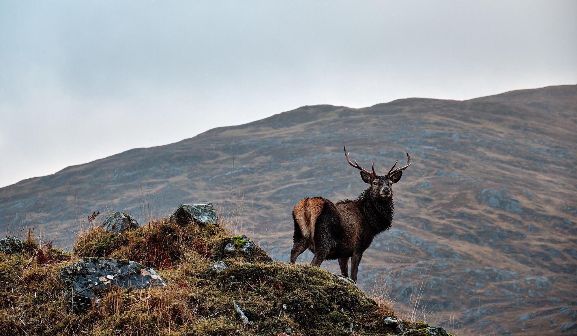 Red stag in the Scottish Highlands | Scrolller