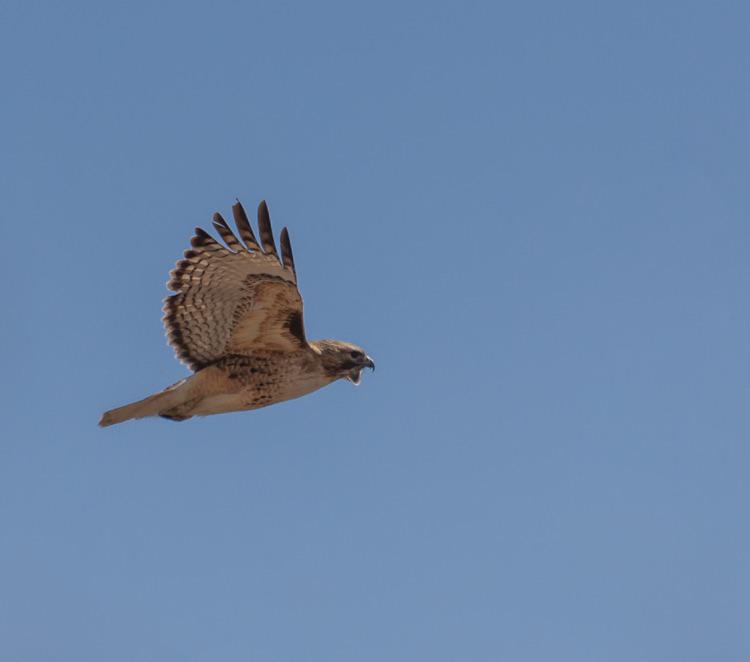 Red tailed hawk flying | Scrolller