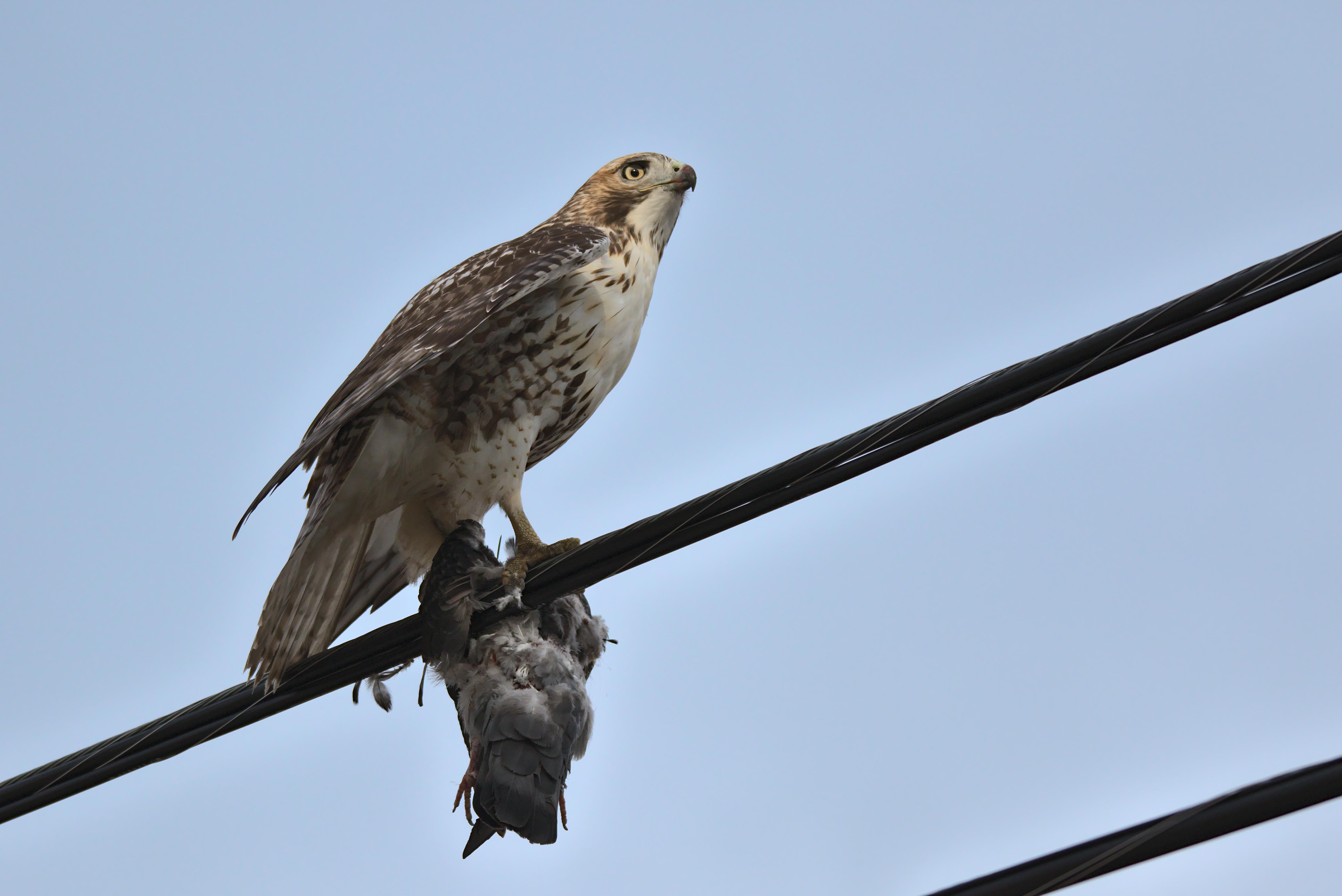 Red-Tailed Hawk with Pigeon Caught from the Park | Scrolller