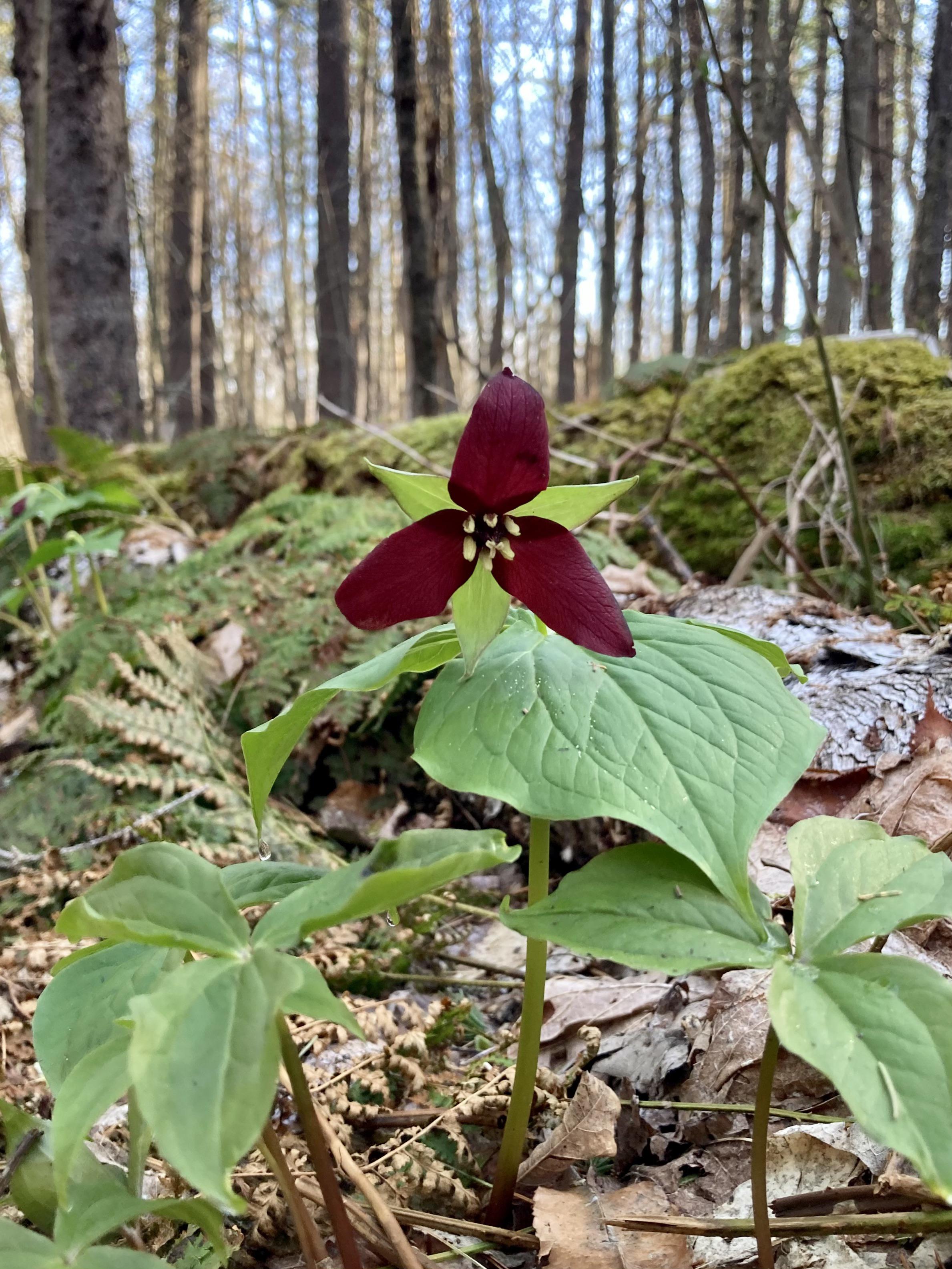 Red trillium in the Berkshires | Scrolller