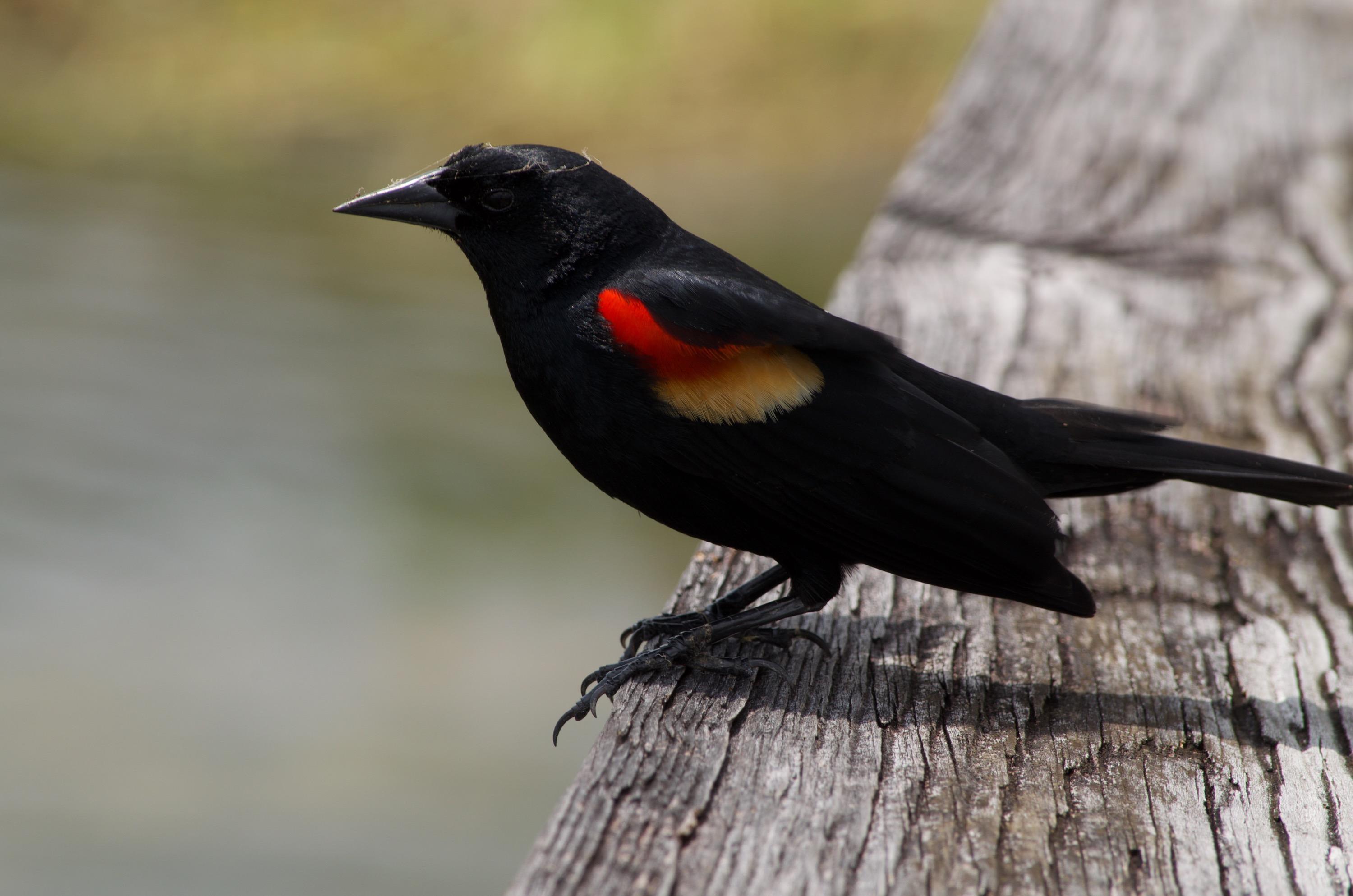 Red-winged blackbird | Scrolller