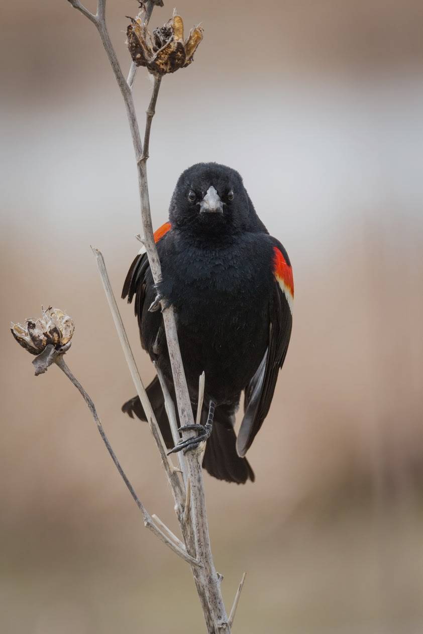 Red-Winged Blackbird watching me | Scrolller