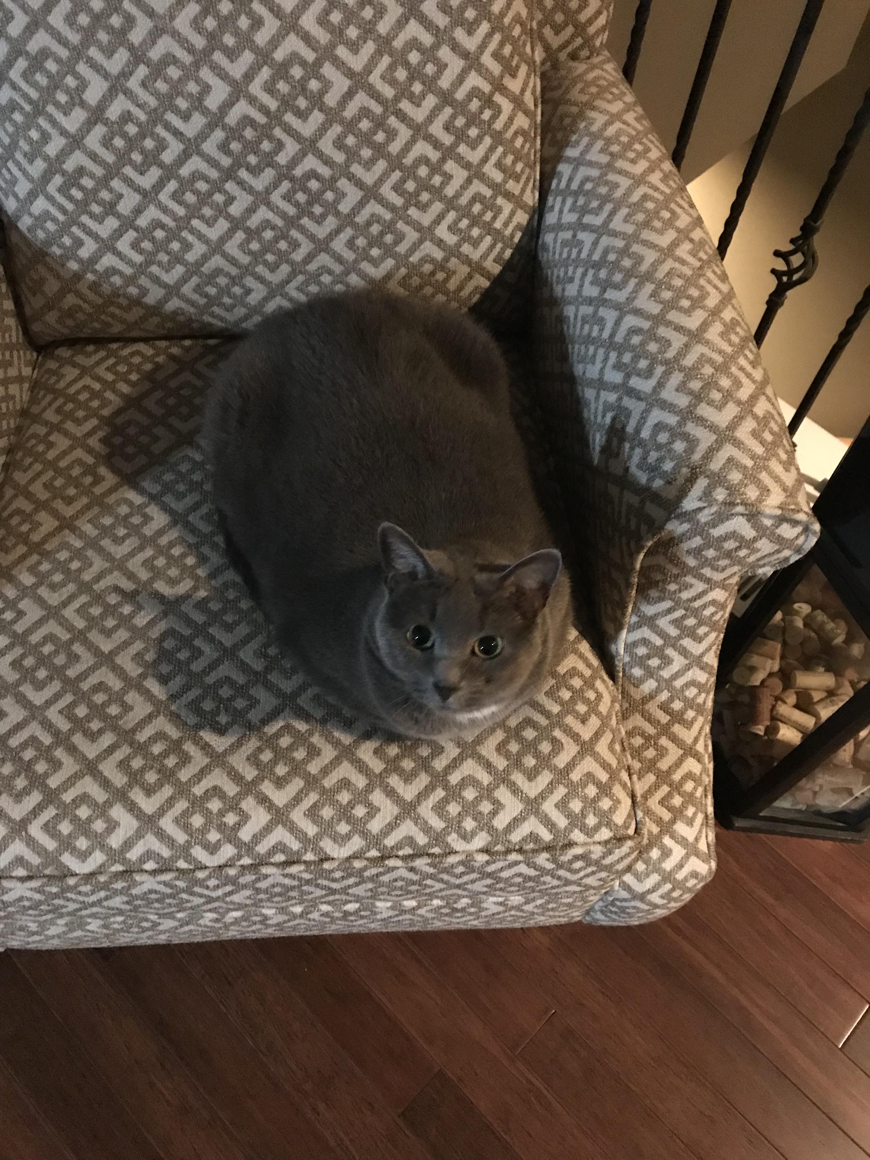 Reddit, I present to you cat blob | Scrolller